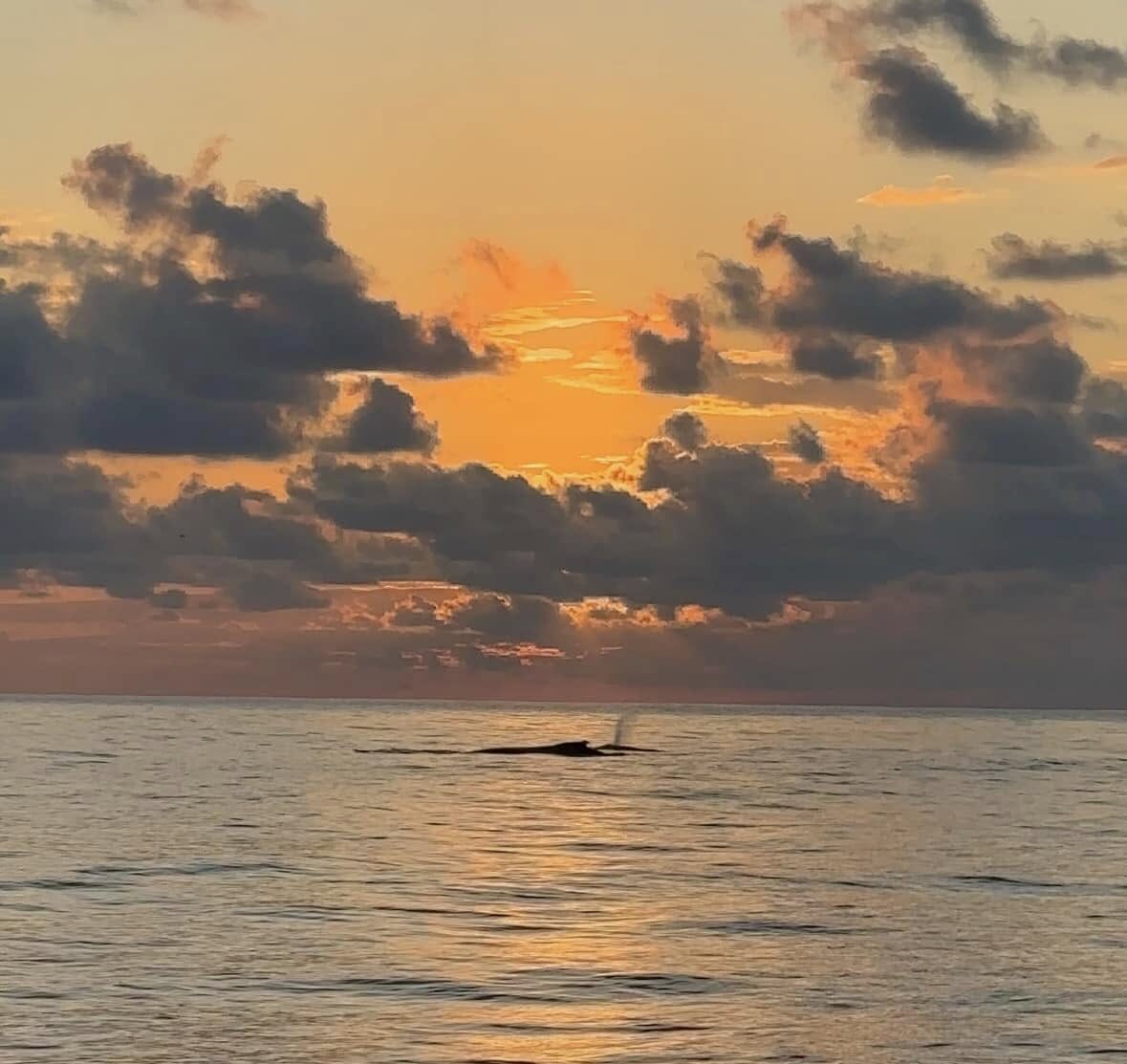 Sunset Tour in the Pacific – 3:00 PM – 6:00 PM – Capi tours ...